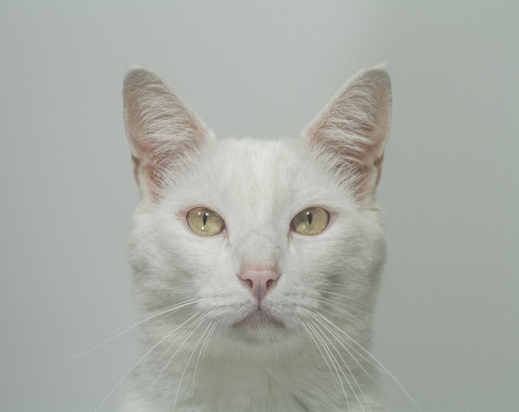 Ghost Cat Productions Portfolio